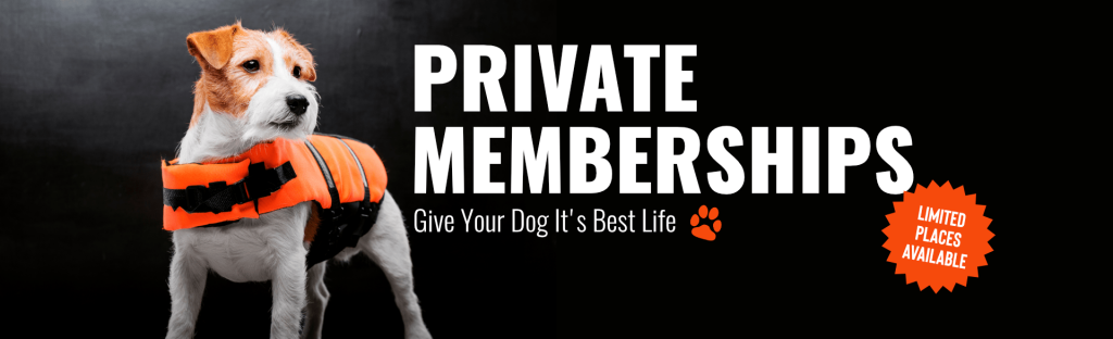 Booking - SPLASH DOG