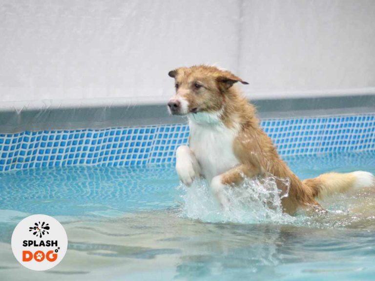 Sales Page - SPLASH DOG