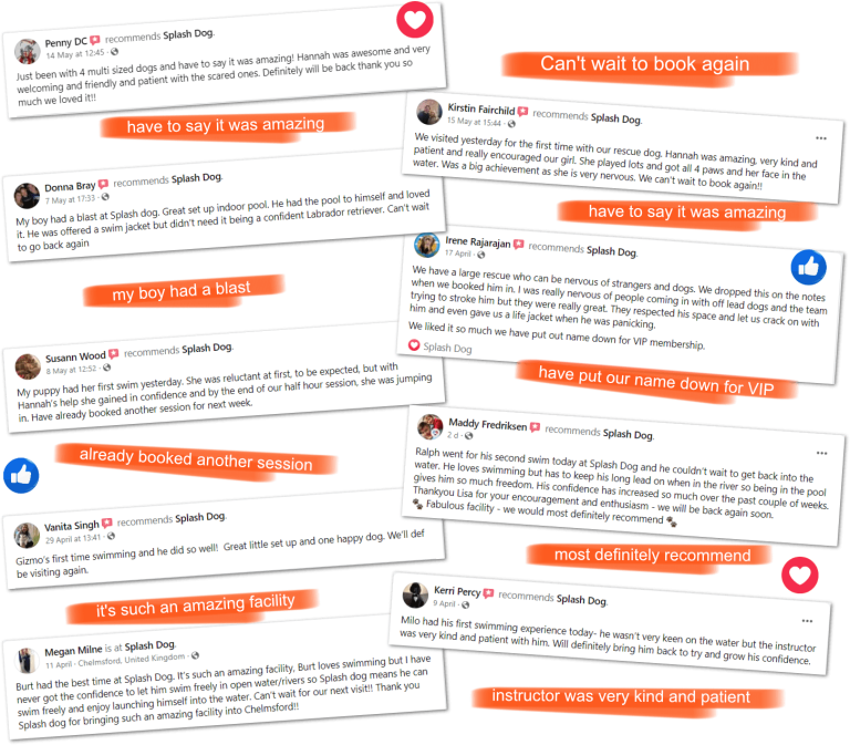 Booking - SPLASH DOG