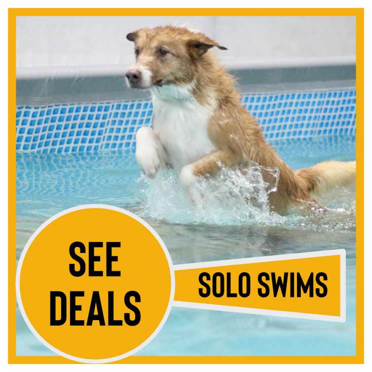 Booking - SPLASH DOG